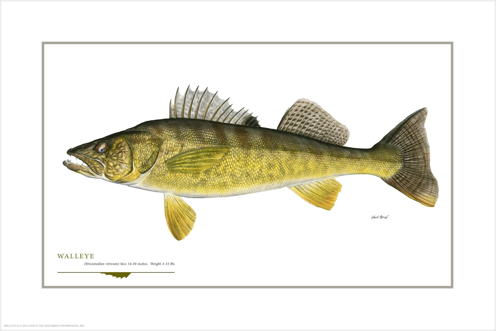 Walleye Open Edition Print by Flick Ford, Natural History Art, Fish Art ...