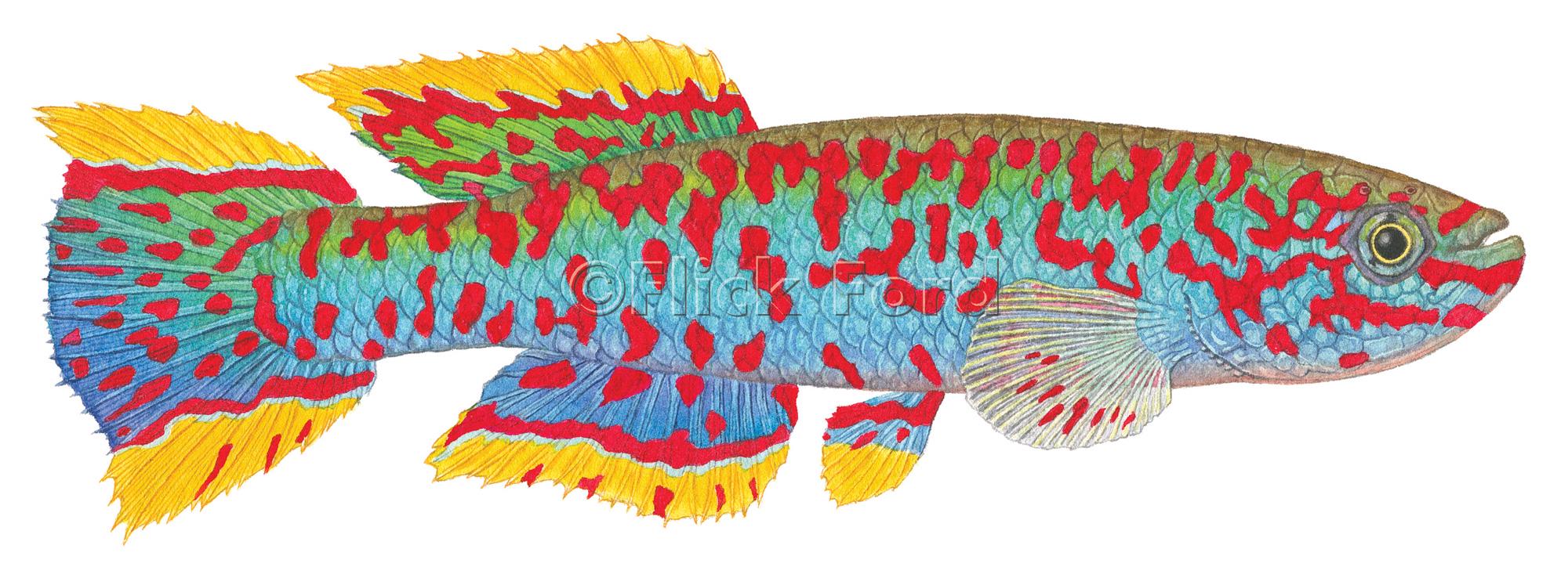 Steel-blue Killifish Open Edition Print by Flick Ford, Wild Killi ...