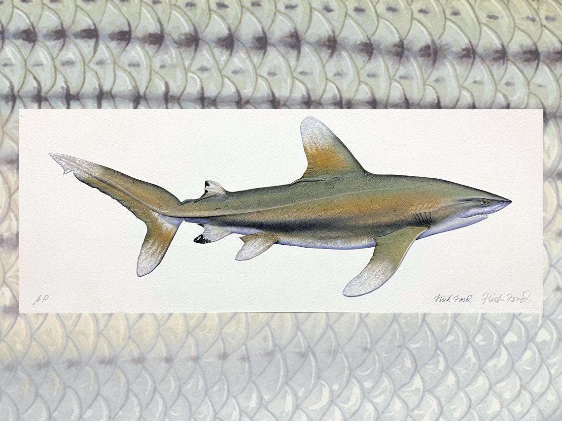 Silky Shark AP (artist Proof) by Flick Ford, Saltwater Fish, Natural ...