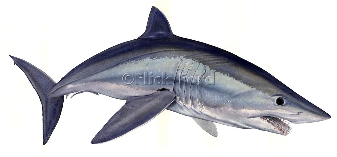 Shortfin Mako Shark Open Edition Print by Flick Ford, Blue Water ...