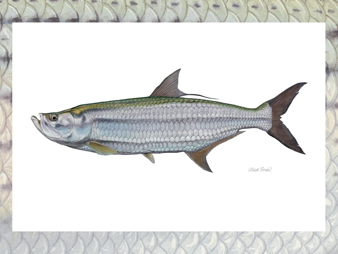 Trophy Tarpon Limited Edition Print by Flick Ford, Southern Gamefish ...
