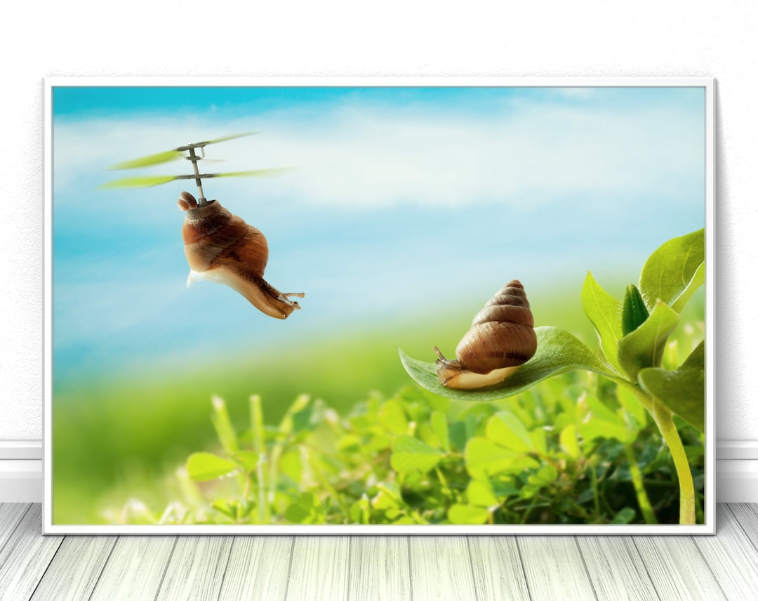 Snail Evolution Print, Nursery Wall Art Decor, Animal Print, Creative ...