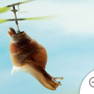 Snail Evolution Print, Nursery Wall Art Decor, Animal Print, Creative ...