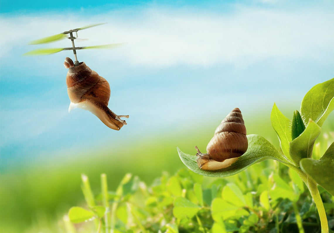 Snail Evolution Print, Nursery Wall Art Decor, Animal Print, Creative ...