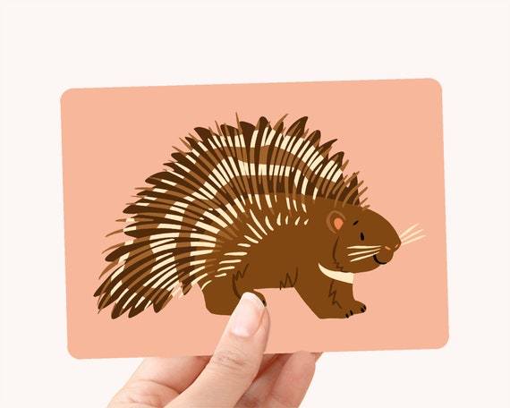Postcard A6 Porcupine Card for Kids and Animal Lovers - Etsy