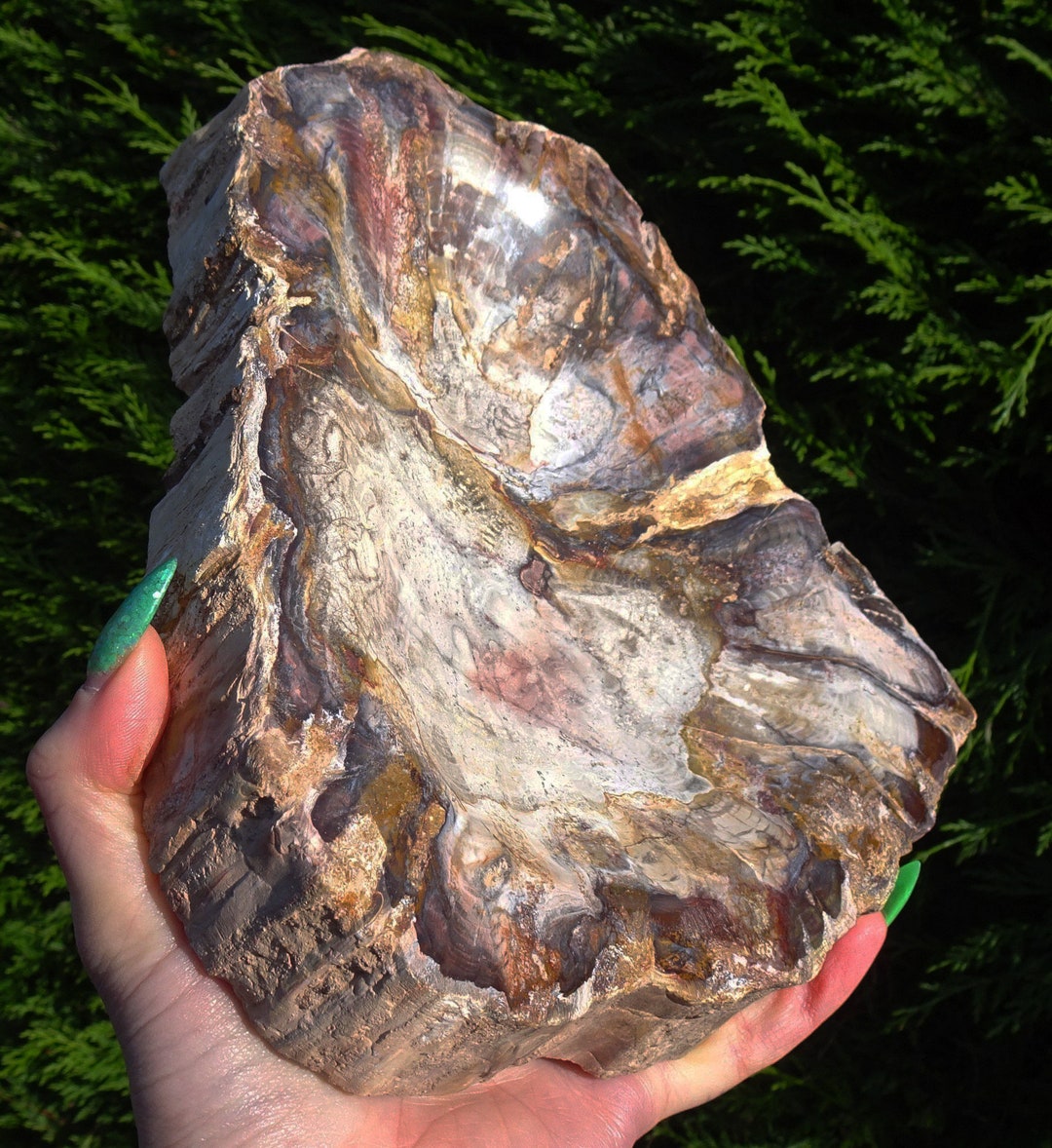 Extra Large Part Polished Banded Petrified Wood Bowl 2.210kg 22.5cm ...