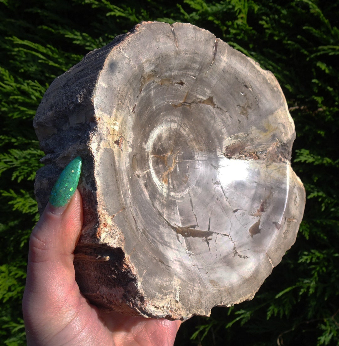 Extra Large Part Polished Petrified Wood Bowl - 1.820kg - 15.5cm ...
