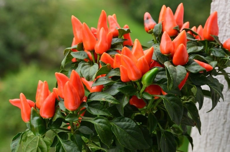 Mini Paprika, Topfpaprika Saatgut aus Eigenanbau 20 + Stück Samen - Etsy.de