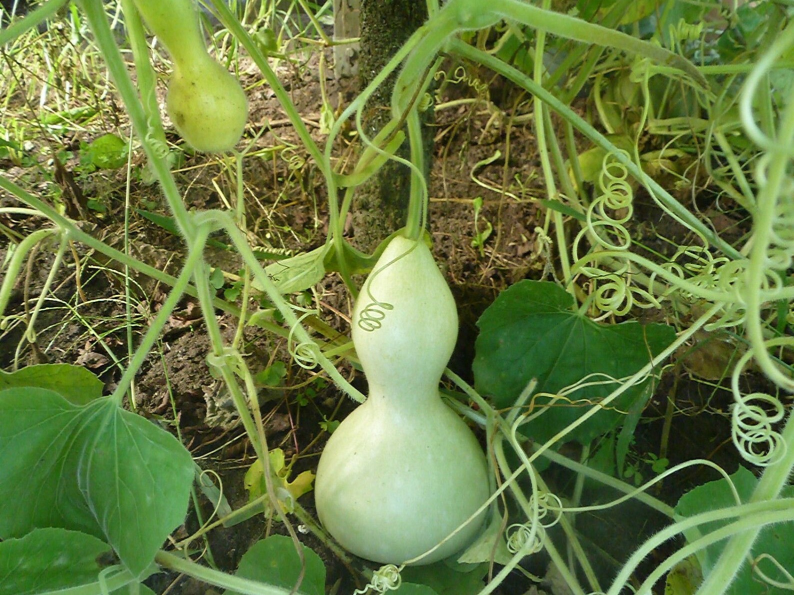 Bulgarian Bottle Gourd Seeds,calabash Gourds, Open Pollinated Seeds ...