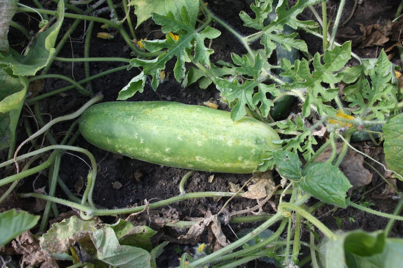 Bulgarian Country Cucumber Heilroom Seeds - Etsy