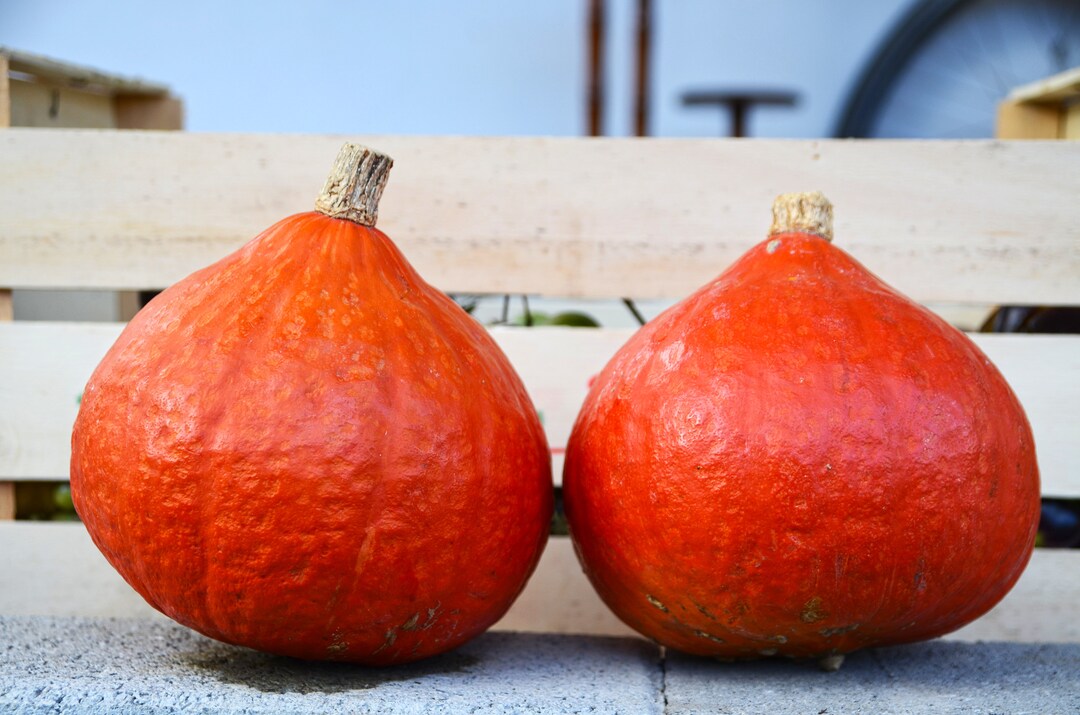 Courge originale dHokkaido, kari, Courge japonaise kuri rouge - Etsy France