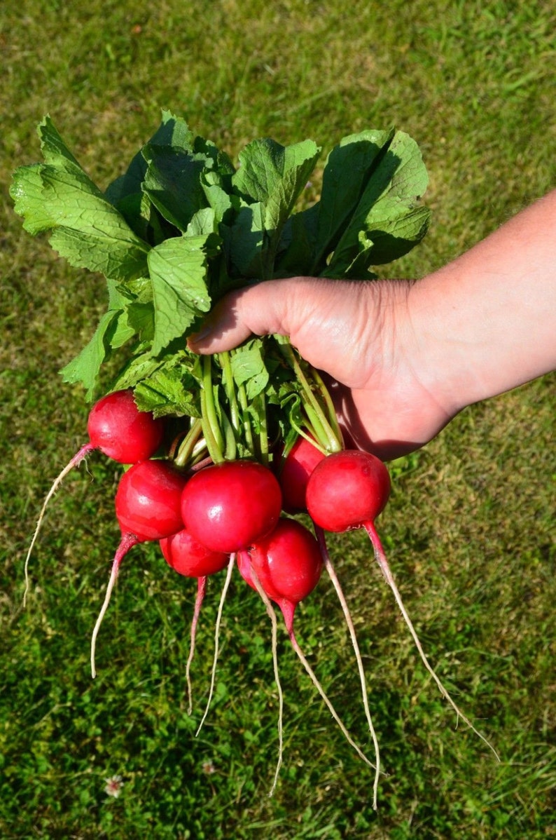 Cherry Belle Radish, Red Radish, Heirloom Seeds Made in Germany - Etsy ...