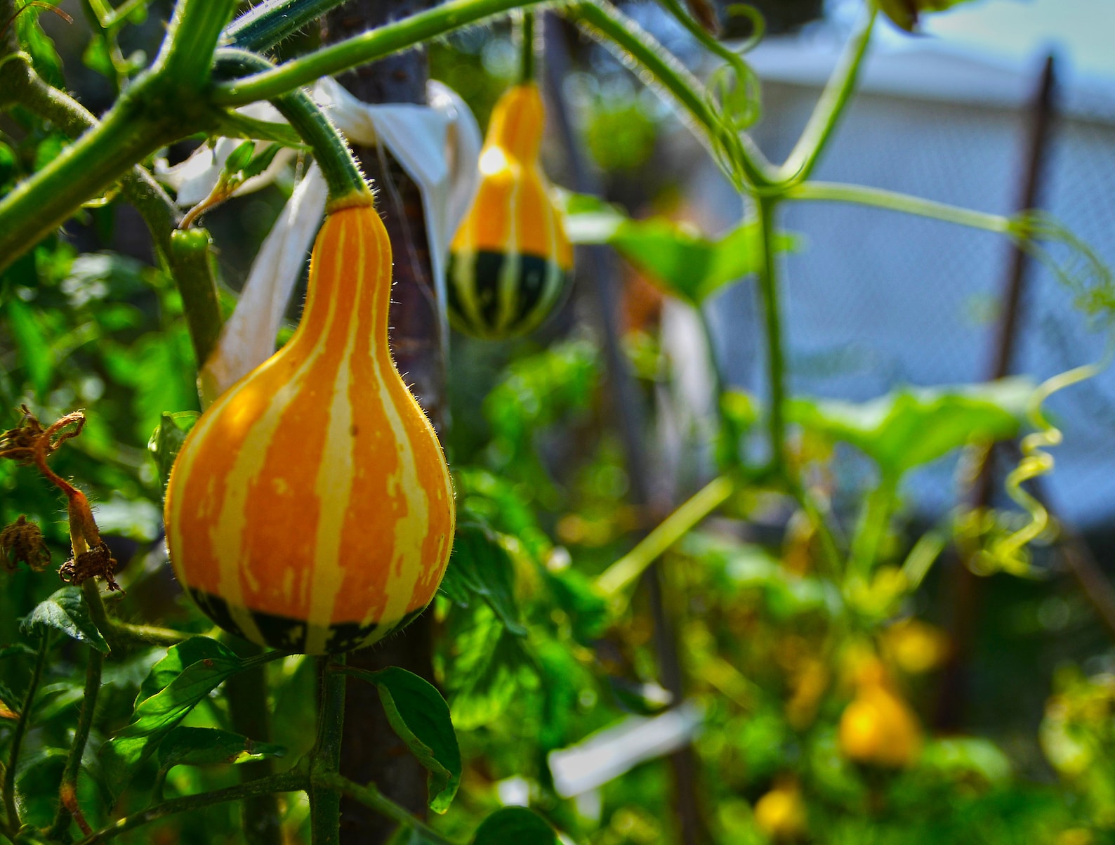 Mini Bicolour Gourd Mini Bottle Gourd Seeds 5 Heirloom Seeds | Etsy