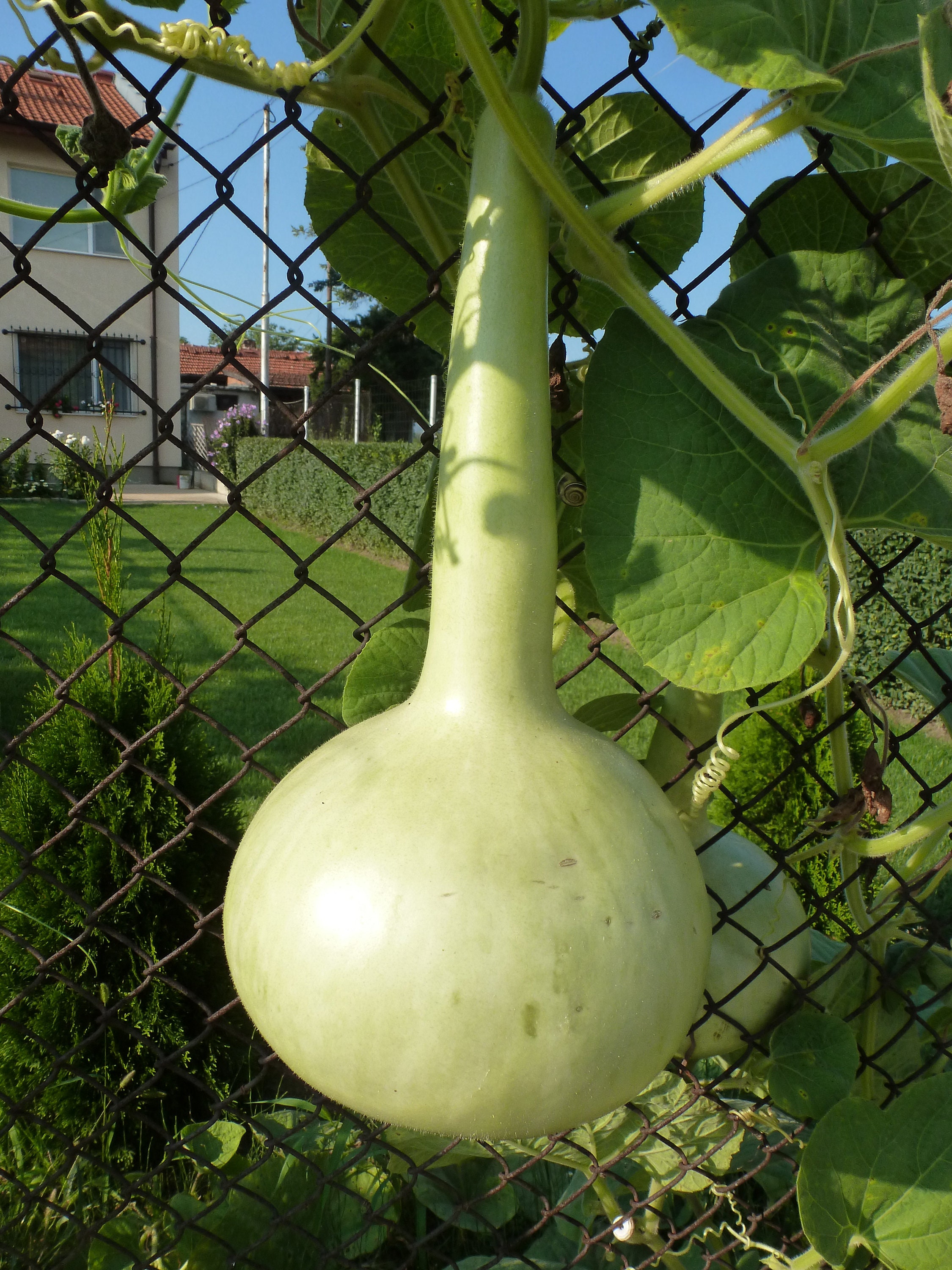 Bulgarian Bottle Gourd Seeds,calabash Gourds, Open Pollinated Seeds ...