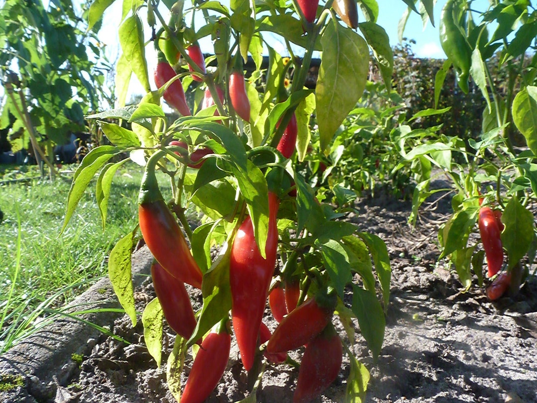 Bulgarian Chili Pepper Fish, Ribki Heirloom Seeds 20 Peace - Etsy Canada