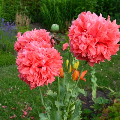 Pink Lace Poppy Flower Seeds - Etsy Australia