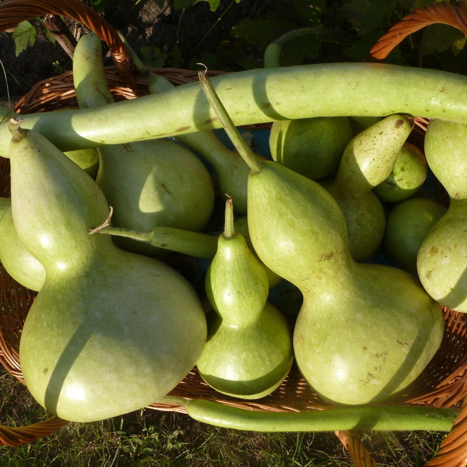 Bulgarian Bottle Gourd Seeds,calabash Gourds, Open Pollinated Seeds ...