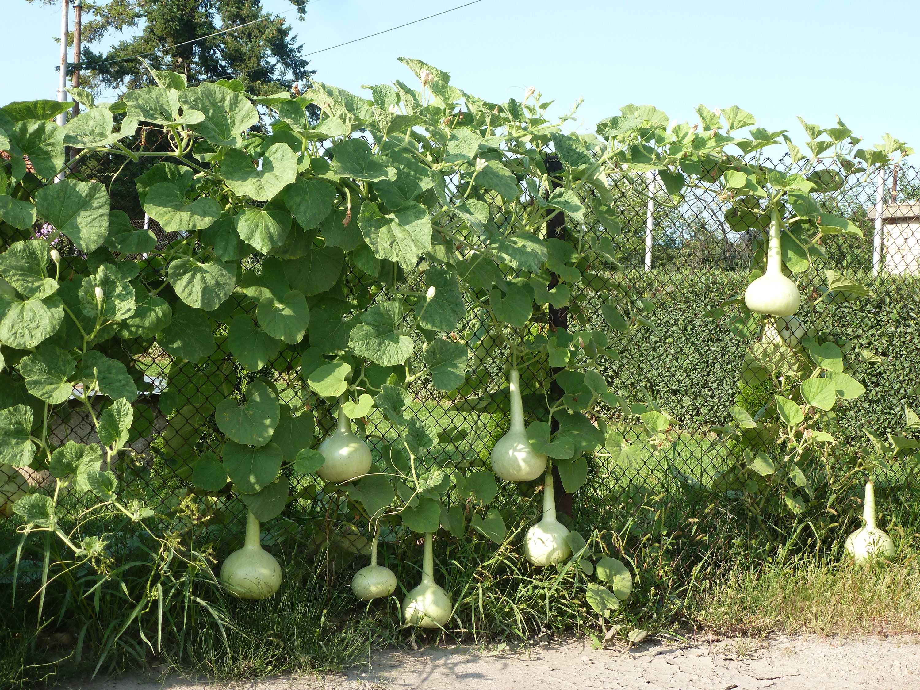 Bulgarian Bottle Gourd Seeds,calabash Gourds, Open Pollinated Seeds ...