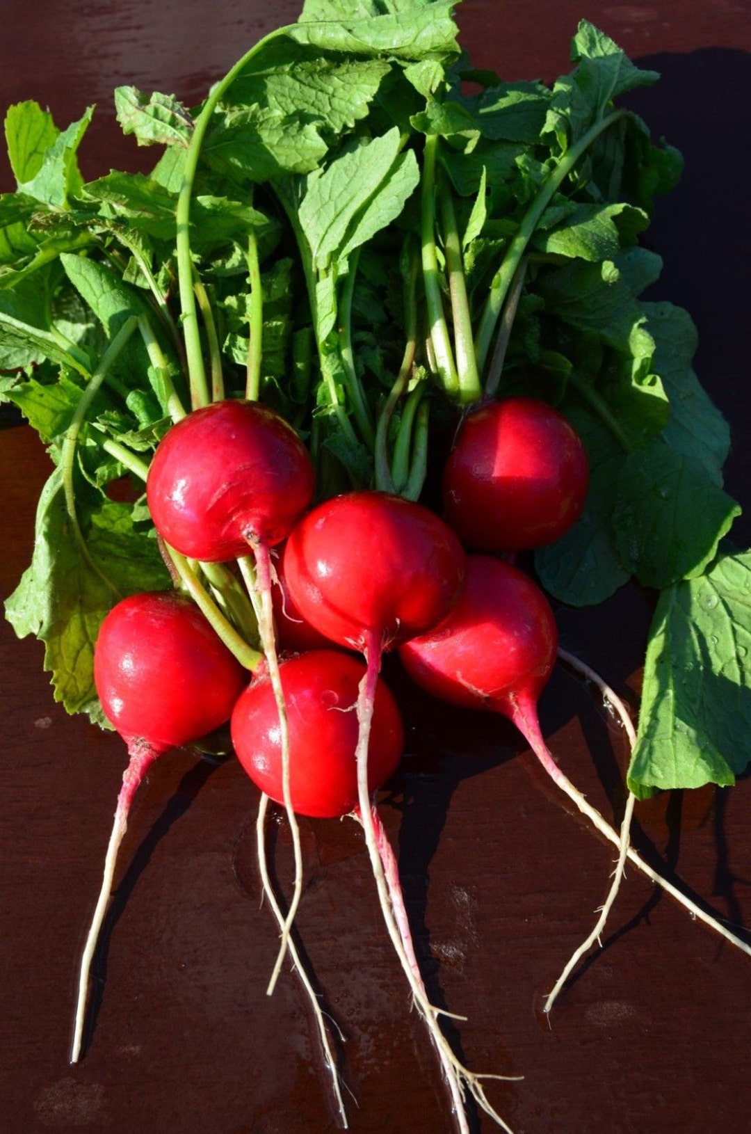Cherry Belle Radish, Red Radish, Heirloom Seeds Made in Germany - Etsy ...