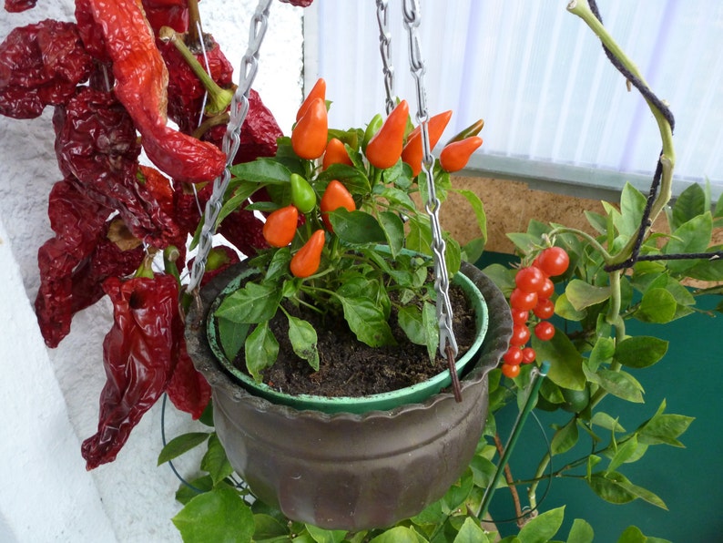 Mini Paprika, Topfpaprika Saatgut aus Eigenanbau 20 + Stück Samen - Etsy.de