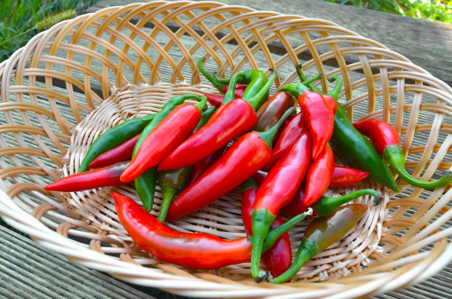 Bulgarian Chili Pepper Fish, Ribki Heirloom Seeds 20 Peace - Etsy Canada