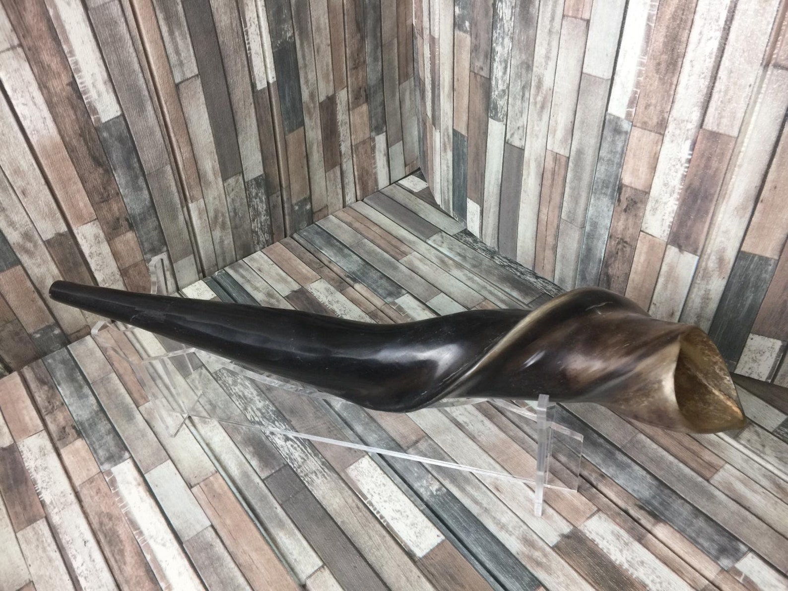 Polished Eland Shofar Horn | 20"+ Straight-measured | Authentic Judaica ...
