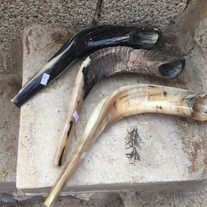 Shofar Super Sale Set X 3 Classical Rams Ram Horn Blow Horns Kosher XL ...