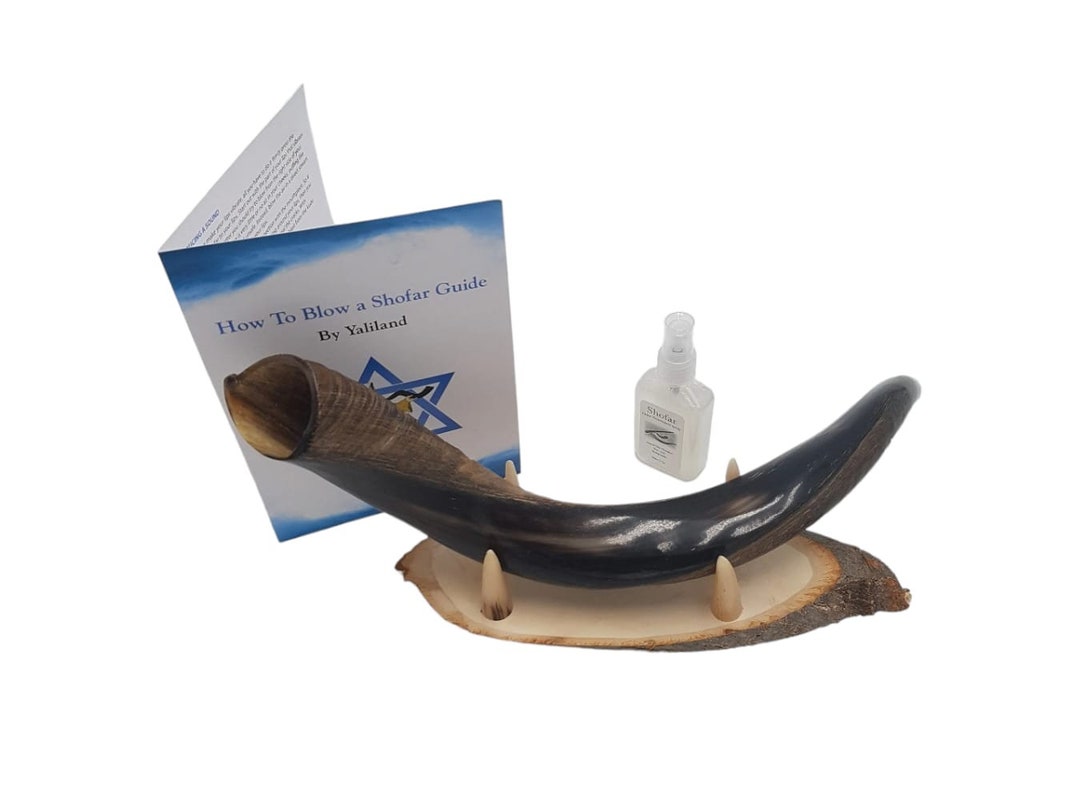 Shofar Kudu Horn Half Natural Half Polish Yemenite Between 20"-24 ...