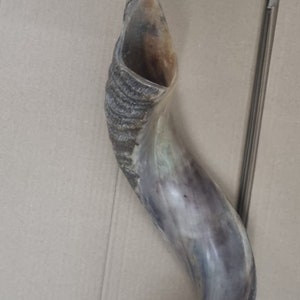 Extra Large 51" Kudu Shofar - Half Polished, Half Natural Finish - Made ...
