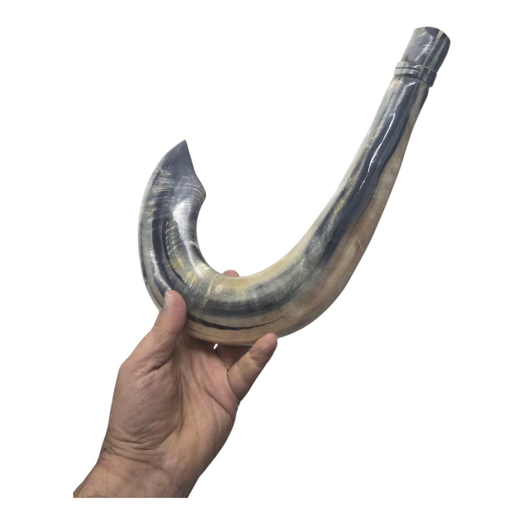 Authentic Moroccan Ram's Horn Shofar | Yemenite Style, 60cm, Jewish ...