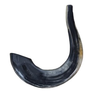 Rams Ram Moroccan Design Horn Shofar Kosher Black 20 Flat Polished Made ...