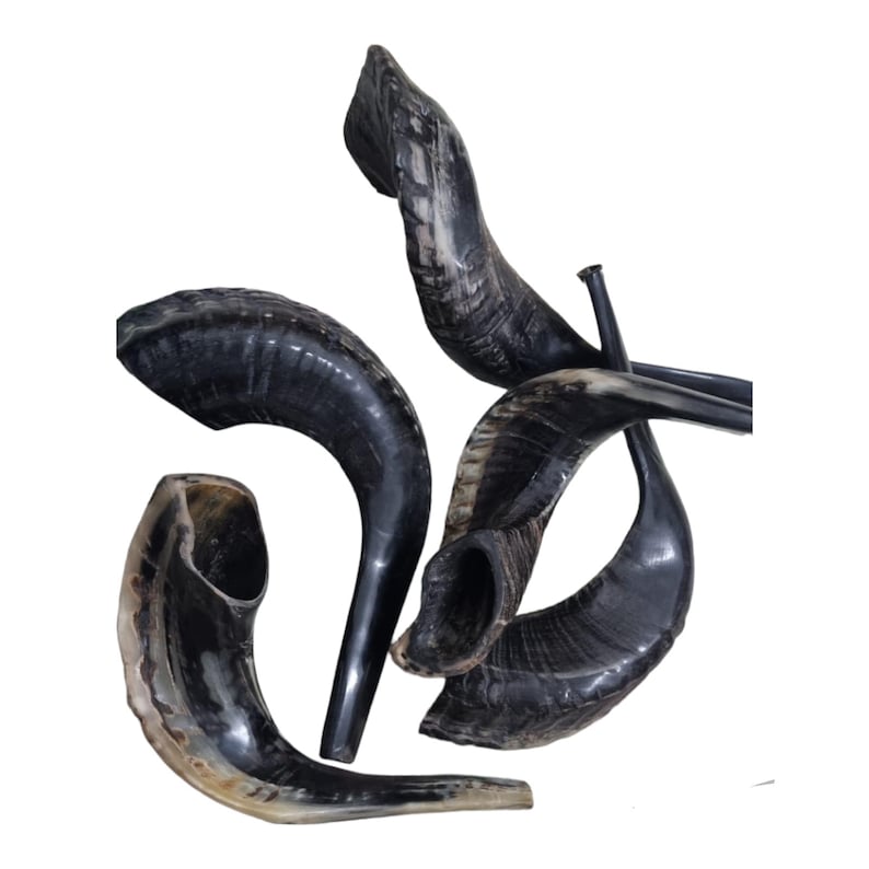 Natural Ram's Horn Shofar: Authentic Jewish Prayer Instrument - Etsy