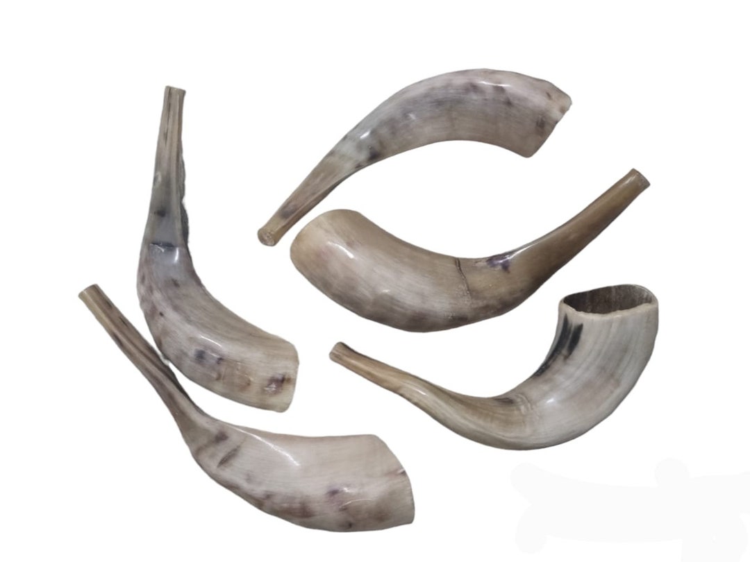 Shofar Kosher Ram Blow Horn Rams Horns Trumpet From Israel Polished ...