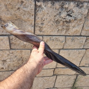 Shofar Femal Eland Horn XL 20"- 22" Straight Line Measured Polished New ...
