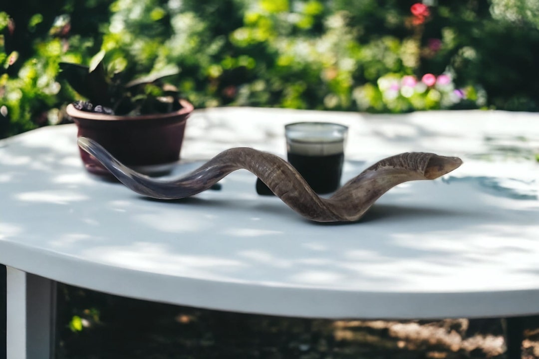 Extra Large 51" Kudu Shofar - Half Polished, Half Natural Finish - Made ...