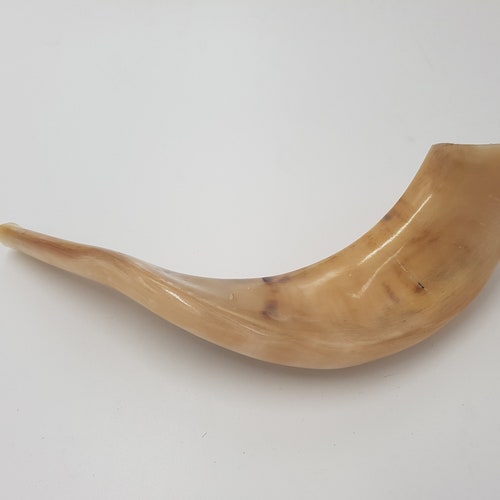 Ram Horn Shofar Trumpet From Israel Wooden Stand Polished - Etsy