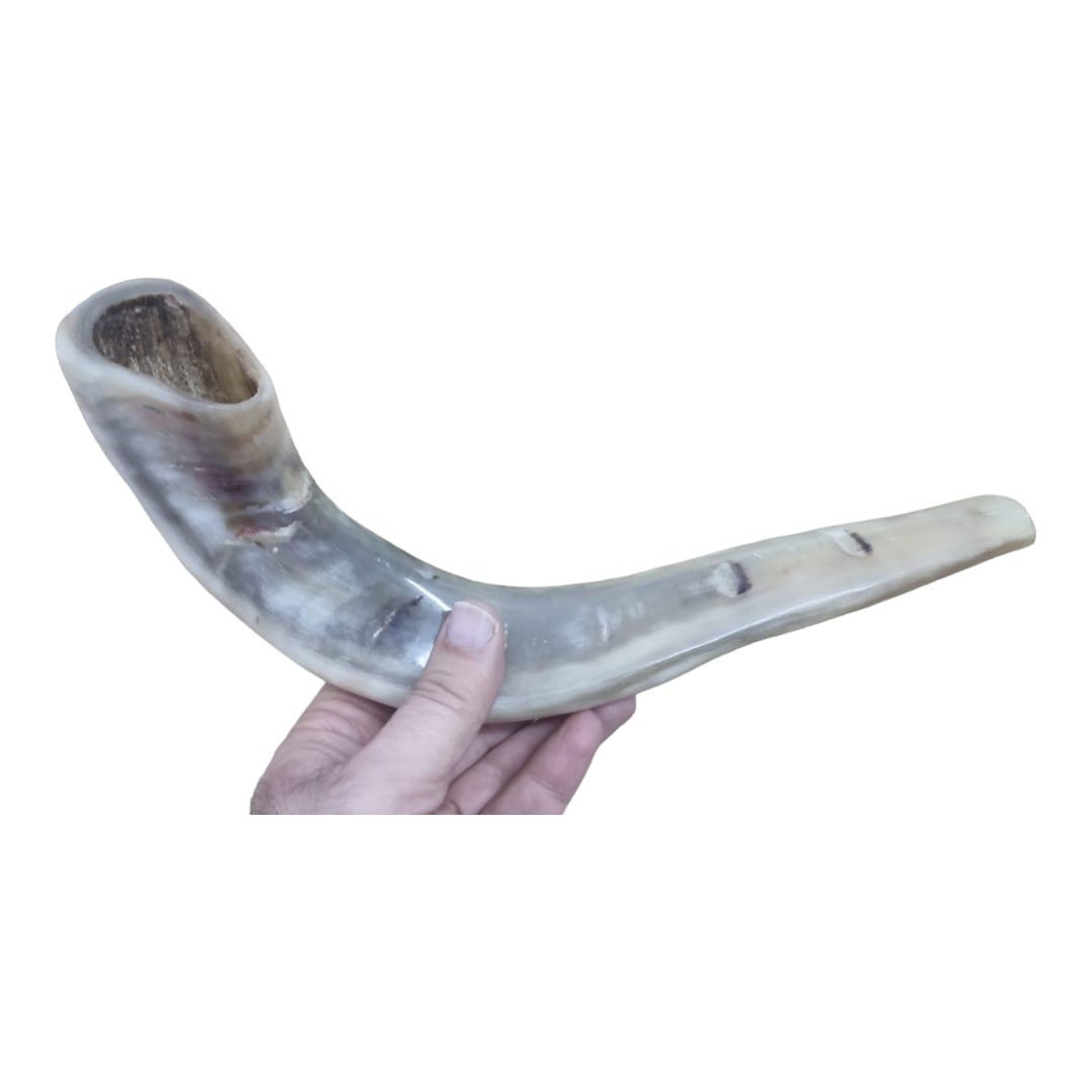 Polished Ram Ram's Horn Shofar - Authentic Jewish Ceremonial Trumpet ...