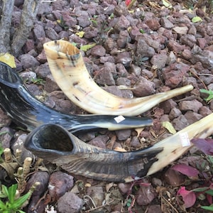 Shofar Super Sale Set X 3 Classical Rams Ram Horn Blow Horns Kosher XL ...