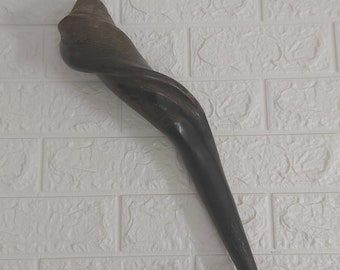 Shofar Eland Horn 1820 Straight Line Measured | Etsy