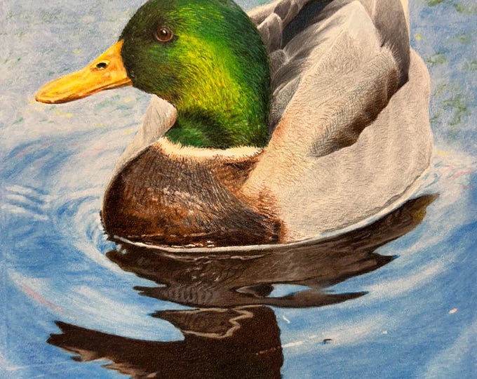Mallard Duck Original Colored Pencil Drawing - Etsy