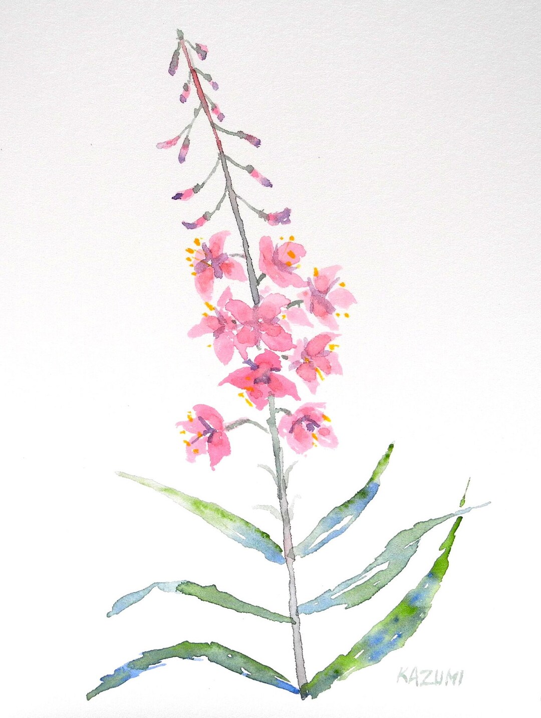 Original Artwork, Original Watercolor Fireweed Painting 5 X 7 Inches ...