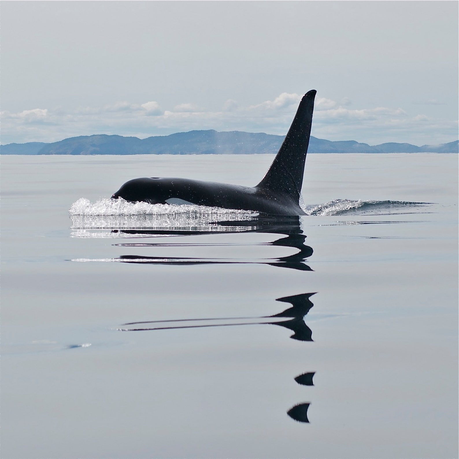 Male Orca DSC6678 - Etsy