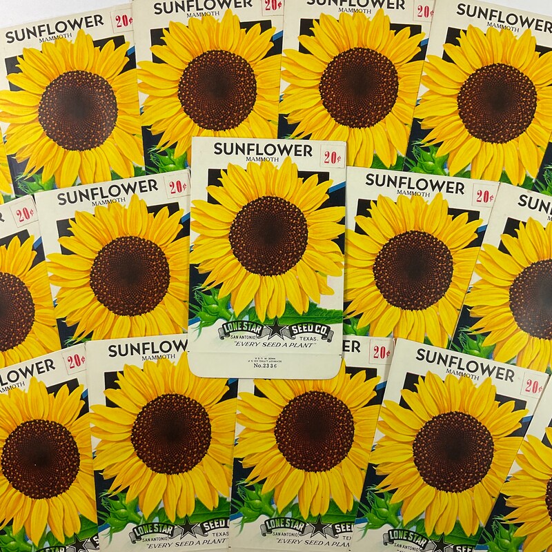 Sunflower Packets - Etsy