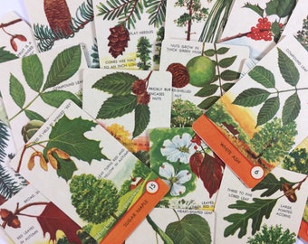 Tree Identification Cards | Etsy
