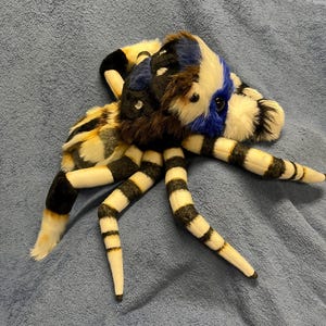 Blue Faced Peacock Jumping Spider Plush - Etsy