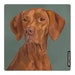 Vizsla Dog Sign Plate - Etsy