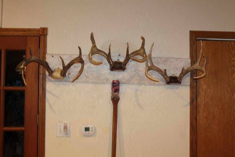Whitetail Deer Mounts Taxidermy Antler Hunt Racks Log Cabin Wall Decor ...