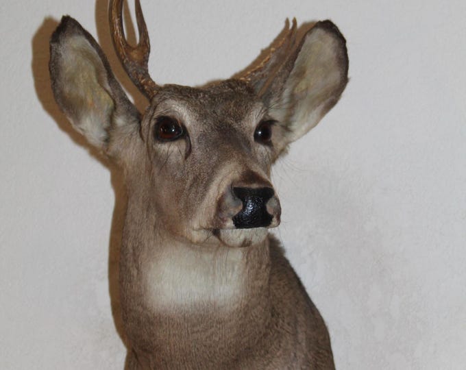Whitetail Deer Head Shoulder Mount Taxidermy Cape Shed Antler Hunt Mule ...