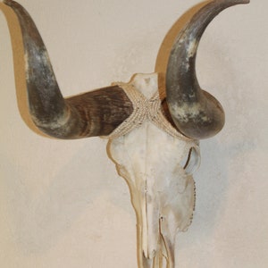 Bull Steer Cow Skull European Mount Taxidermy Texas Skeleton Bone ...