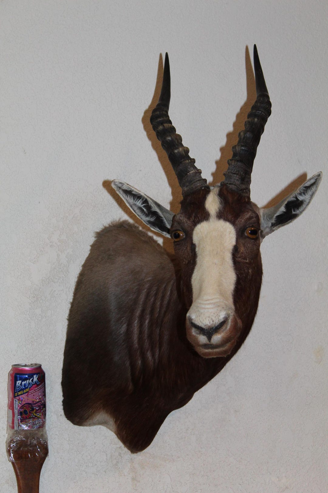 Taxidermy Blesbok Antelope Head Shoulder Mount Africa Safari Hunt ...